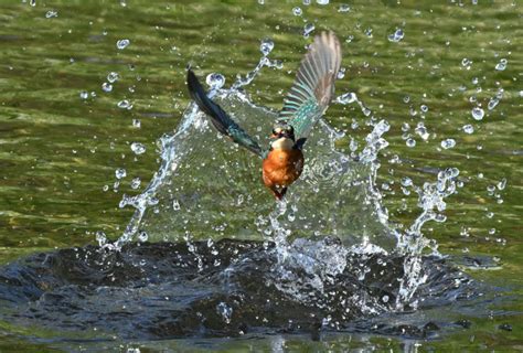カワセミ 水飛沫ホバリング さがみ里山散歩撮り