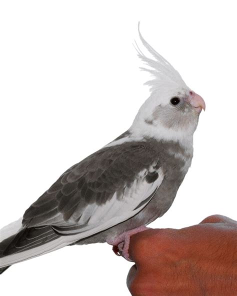 19 Cockatiel Color Mutations And Varieties