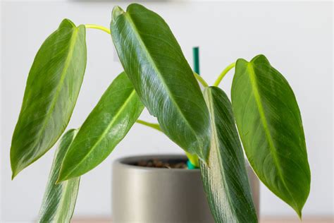 How To Grow And Care For Philodendron Spiritus Sancti