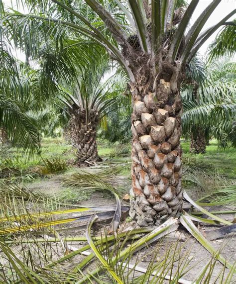 How To Trim A Palm Tree In 15 Steps