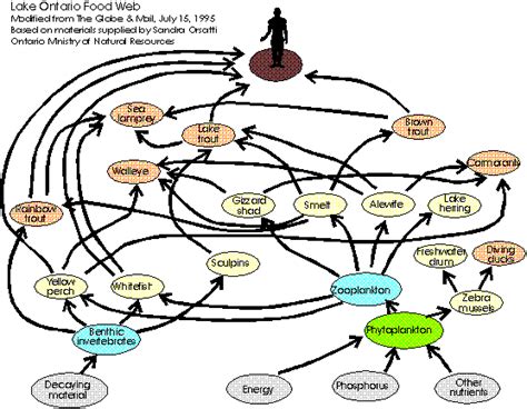 Savanna Food Web Diagram
