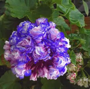 5 Best Types Of Geraniums