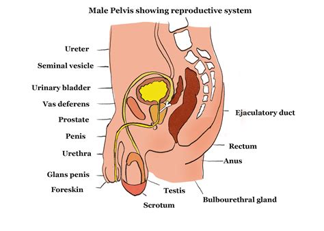 Structure Of Reproductive Organs Gcse Biology Revision