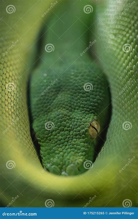 A Closeup Of The Head Of An Australian Green Tree Python Morelia Viridis Stock Image Image Of