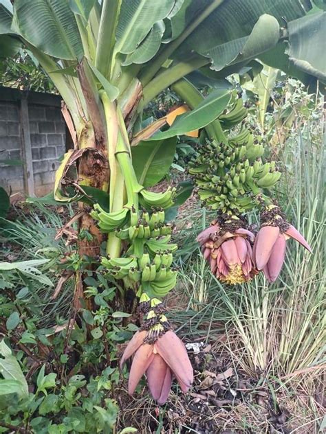 ปลีกล้วยมาฮอย เกษตรตำบล ศูนย์รวมข้อมูลเกษตร พันธุ์ไม้ เมล็ดพันธุ์ ปุ๋ย เกษตรธรรมชาติ อัพเดด