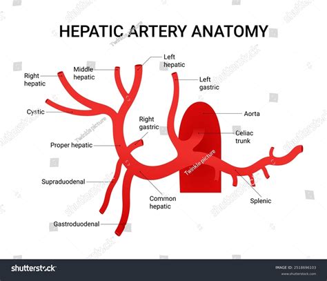 Diagram Hepatic Artery Anatomy Stock Vector Royalty Free 2518696103 Shutterstock