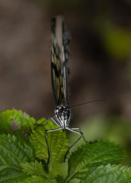 Premium Photo Tree Nymph Butterfly Front View