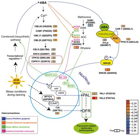 百趣代谢组学解读，从蛋白组学和代谢组学角度，浅析白番石榴成熟过程 知乎