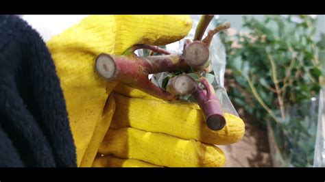 파블로 생화 인터넷꽃도매시장 생화택배 생화도매 인터넷꽃시장 인터넷꽃도매 장미대량구매 꽃 꽃다발 꽃도매 꽃시장 부산꽃시장 김해꽃시장 꽃쇼핑몰 김해꽃 부산꽃 꽃싸게사는법