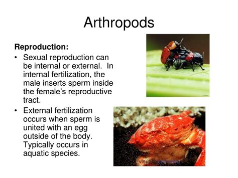 Ppt Arthropods Powerpoint Presentation Free Download Id2143124