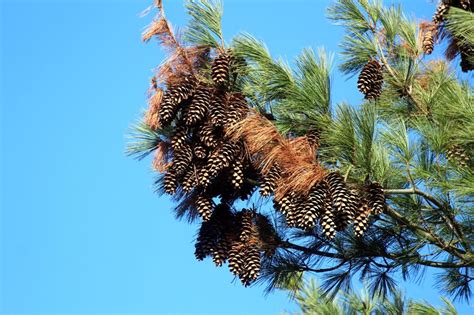무료 사진 나무 자연 식물 소나무 나무 하늘 침 엽 수 여름 나무 분기 가문비나무