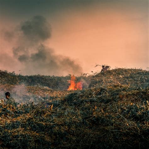 Forest Fire Area Datasets Kaggle