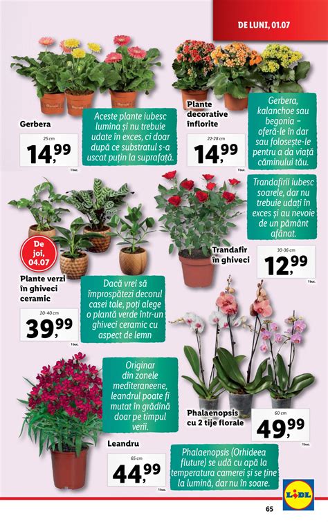 Catalog Nou Lidl 01 07 07 07 Romania Promo24 Com