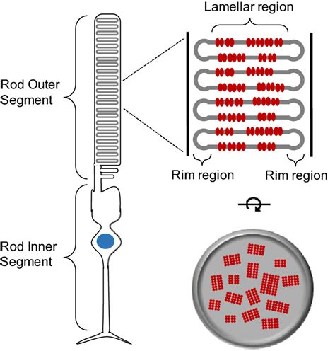 Cartoon Of A Rod Photoreceptor Cell Rod Photoreceptor Cells Contain A