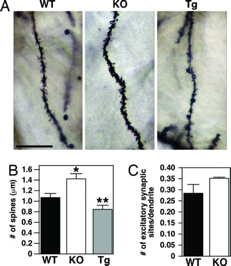 Mef2c A Transcription Factor That Facilitates Learning And Memory By Negative Regulation Of