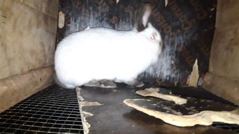 მებოცვრეობა Youtube