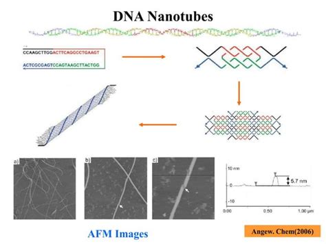 Dna Mediated Self Assembly And Structures Ppt