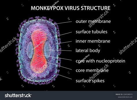 Structure Monkeypox Virus 3d Illustration Zoonotic Stock Illustration