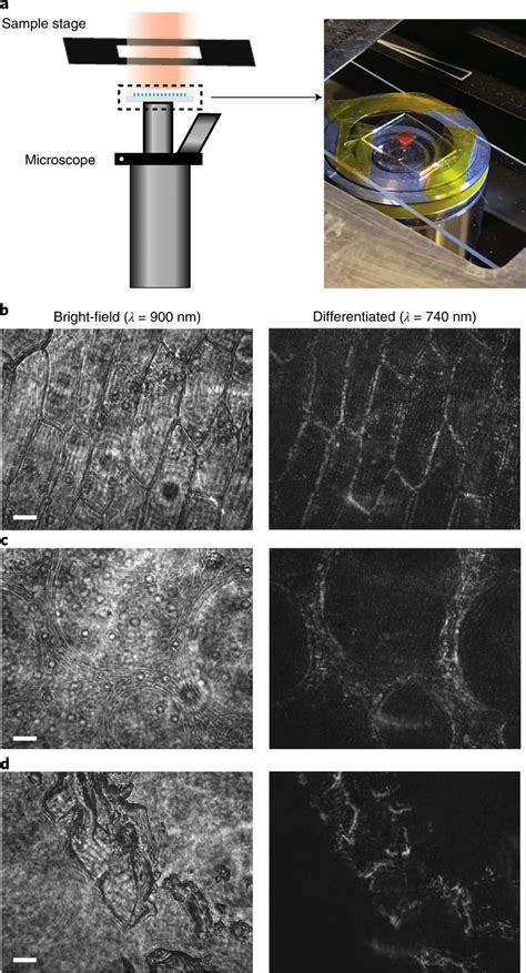 Edge Detection Microscope At Visible Frequencies A Schematic Of The