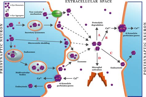 Primary And Secondary Structure Of α Synuclein Top Scheme Shows The