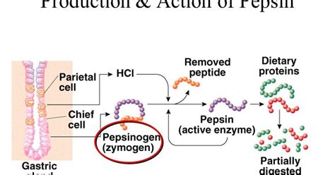 What Is Pepsin