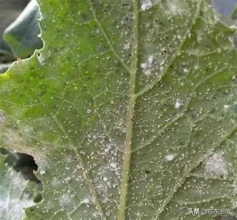 大棚里的白粉虱有特效藥了澳研發一種環保專用特效殺蟲噴霧劑 每日頭條
