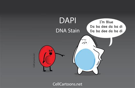 Flow Cytometry Cell Cartoons