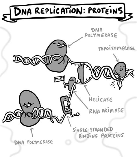 DNA REPLICATION NOT YOUR OFFICE PHOTOCOPIER SCQ