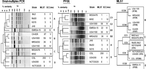 Upgma Dendrogram Of Smai Multiplex Pcr Typing And Smai Pfge Patterns