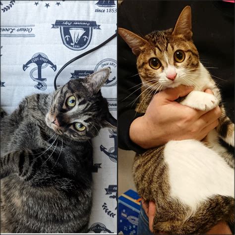 かわいい猫ちゃんの写真です｜株式会社プレシャスホーム 滋賀県草津市の不動産売買・賃貸、店舗＆オフィスのデザイン