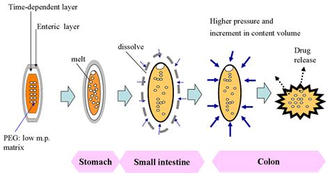 The Schematic Diagram Of Time Dependent Colonspecific Download Scientific Diagram