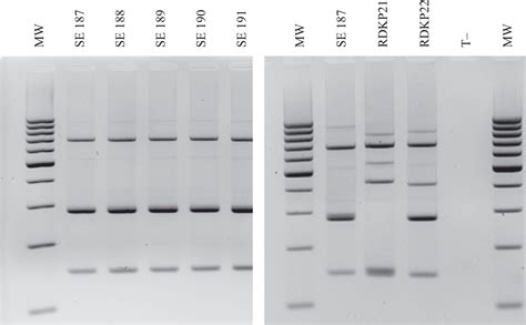 Rapid Simple Multi Locus Variable Number Tandem Repeat Analysis A