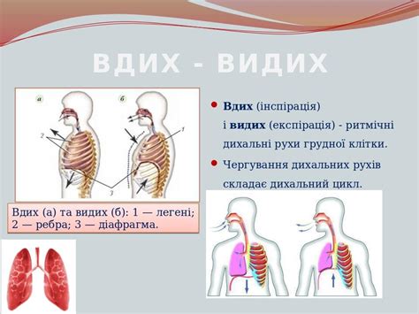 Презентація Дихальні рухи Нейрогуморальна регуляція дихання 8 клас Презентація Біологія