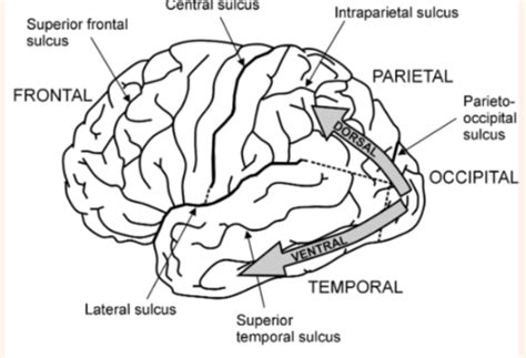 Association Cortex And Complex Brain Function Flashcards Quizlet
