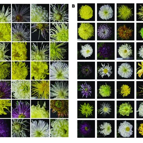 Sample Images From Dataset Training And Validation Ab Are Download Scientific Diagram