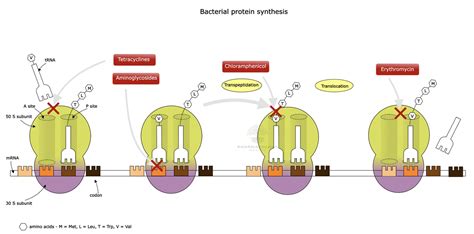 Pharmacology Of Macrolides Pharmacology Mentor