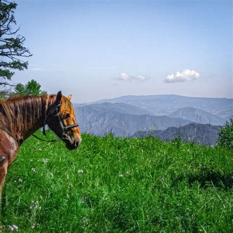 горный алтай | Живописные пейзажи, Пейзажи, Лошади