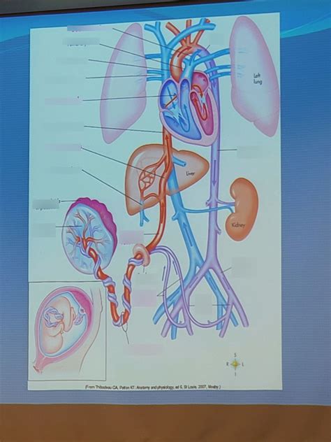 240 Unit 4 Label Diagram Quizlet