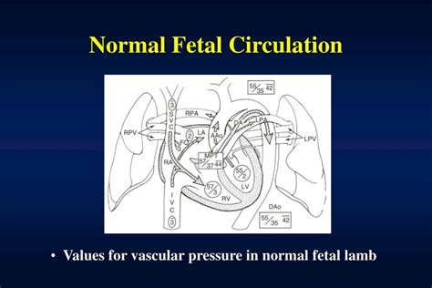 Ppt Immature Myocardium And Fetal Circulation Powerpoint Presentation