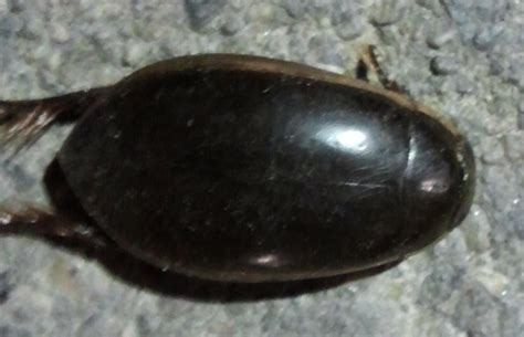What Do Predaceous Diving Beetles Eat