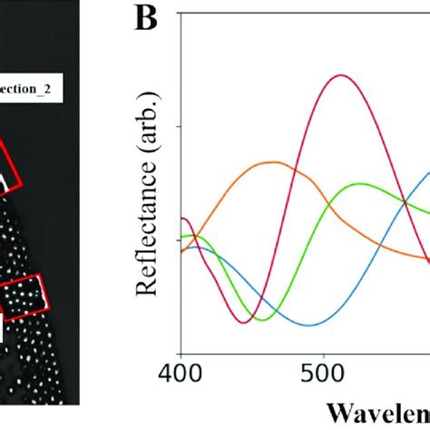 Reflectance Spectra Obtained From Fdtd Simulations A Four Simulated