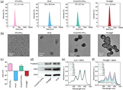 Characterization Of Plt‐mp A Dls To Detect The Particle Size Of