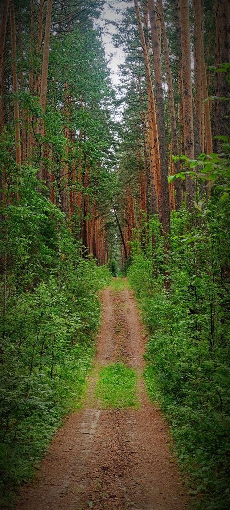 Pin By Black Jam Tattoo On Леса Country Roads Road Country