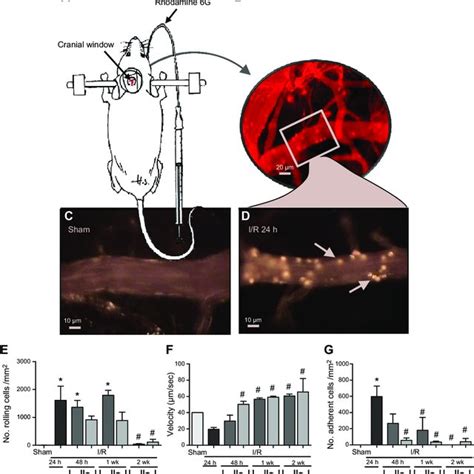 Leukocyte Endothelial Interactions In Cerebral Microcirculation Are Download Scientific Diagram