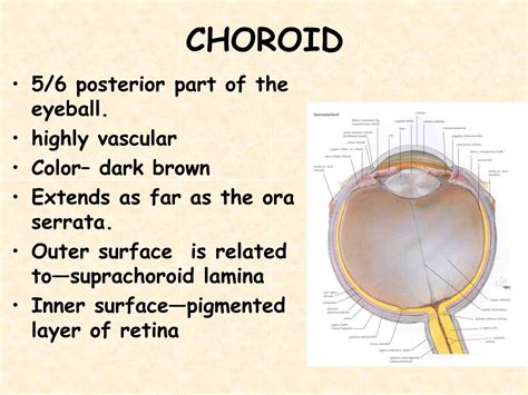 Ppt Anatomy Of The Eyeball Structures And Functions Powerpoint
