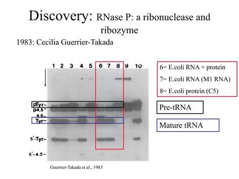 Ppt The Biography Of Ribonuclease P Powerpoint Presentation Free Download Id 2967553