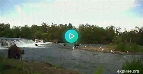 Live Cams Love This Site  On Imgur