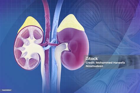 인간 신장의 해부학 횡단면 3d 그림 3차원 형태에 대한 스톡 사진 및 기타 이미지 3차원 형태 Pyelonephritis
