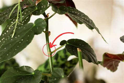 How To Propagate Begonia Maculata Ultimate Guide And Tips Geeky