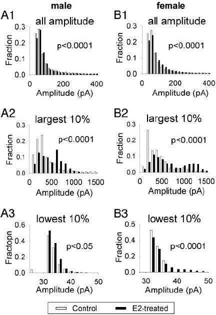 E2 Treatment 24 H Increases The Amplitude Of Spontaneous Synaptic